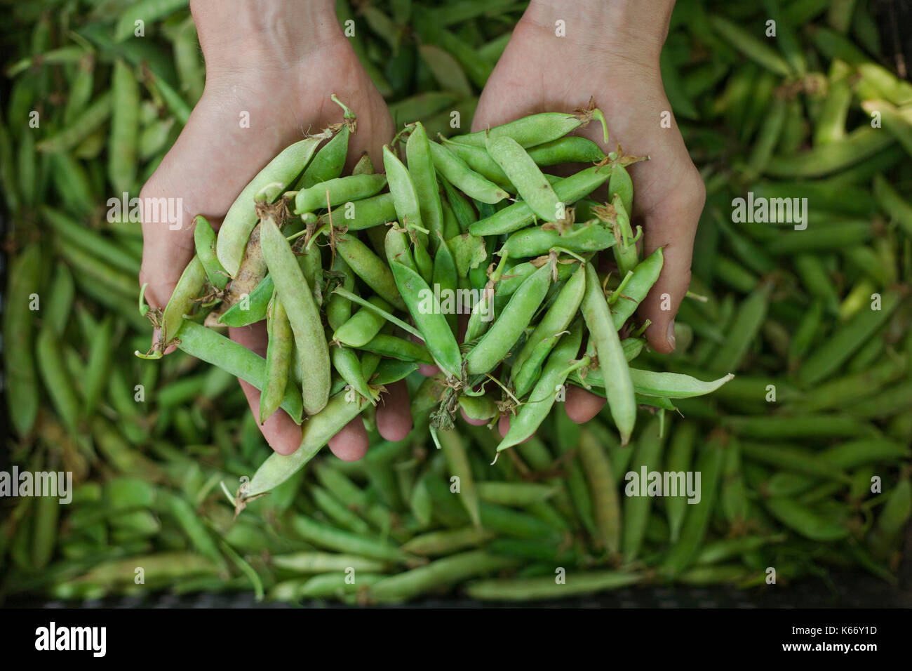 Mid green seed pods hi-res stock photography and images - Alamy