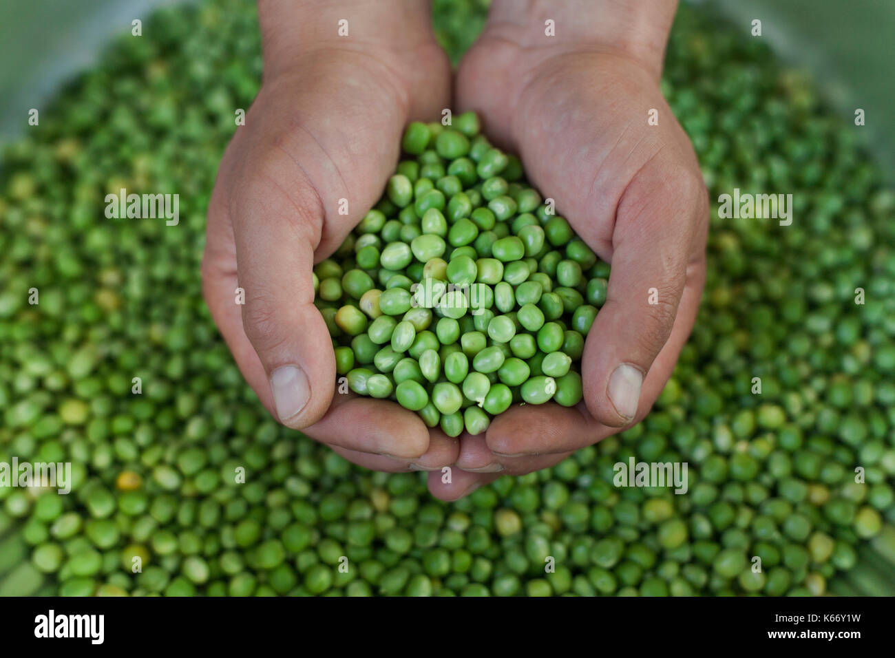Man holding peas hi-res stock photography and images - Alamy