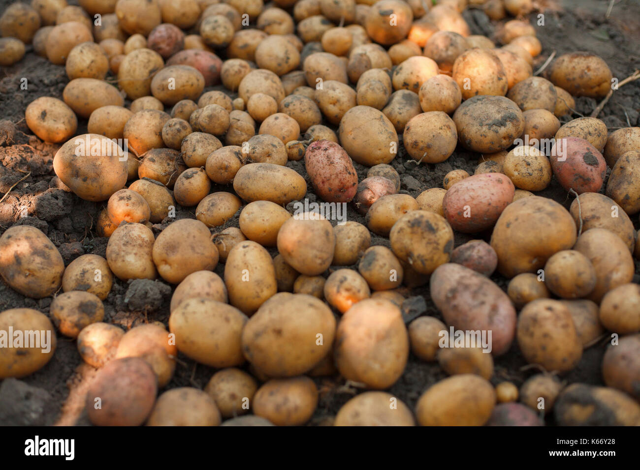 How to plant potato in ukraine hi-res stock photography and images - Alamy