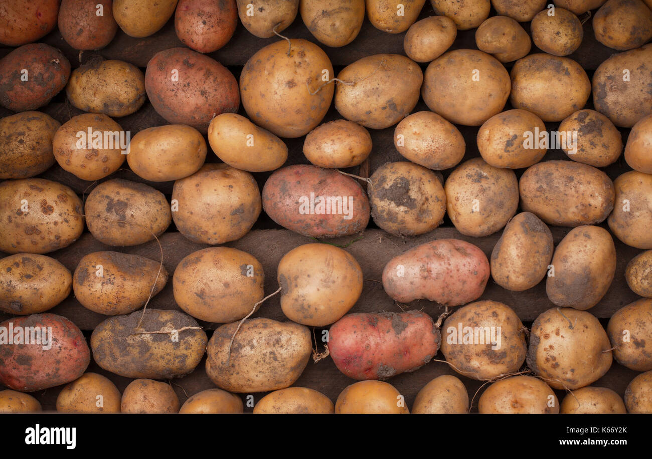 How to plant potato in ukraine hi-res stock photography and images - Alamy