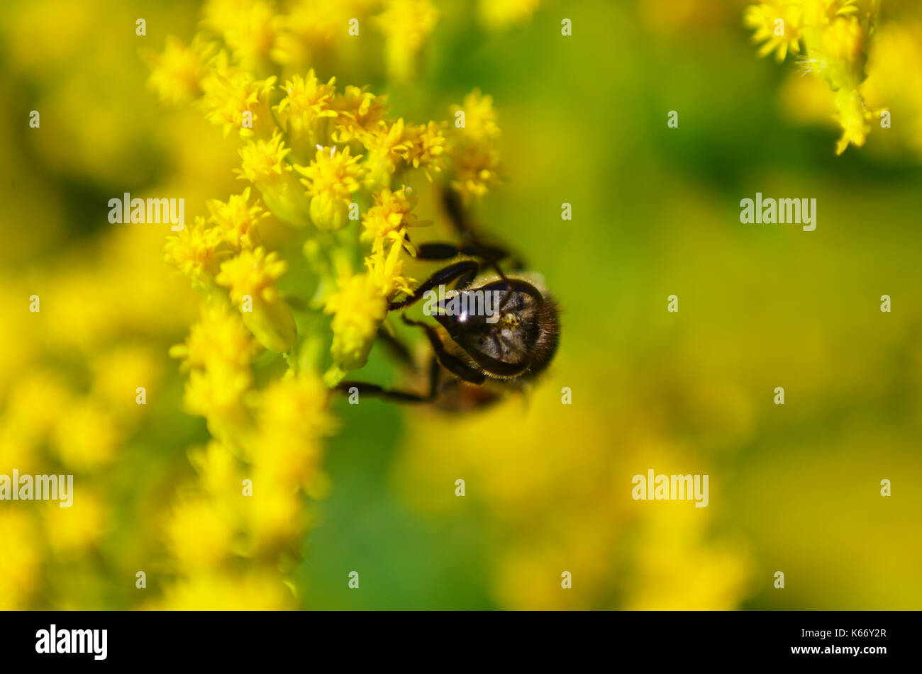 Honeybee feeding on yellow goldenrod pollinate flowers nectar pollen ...