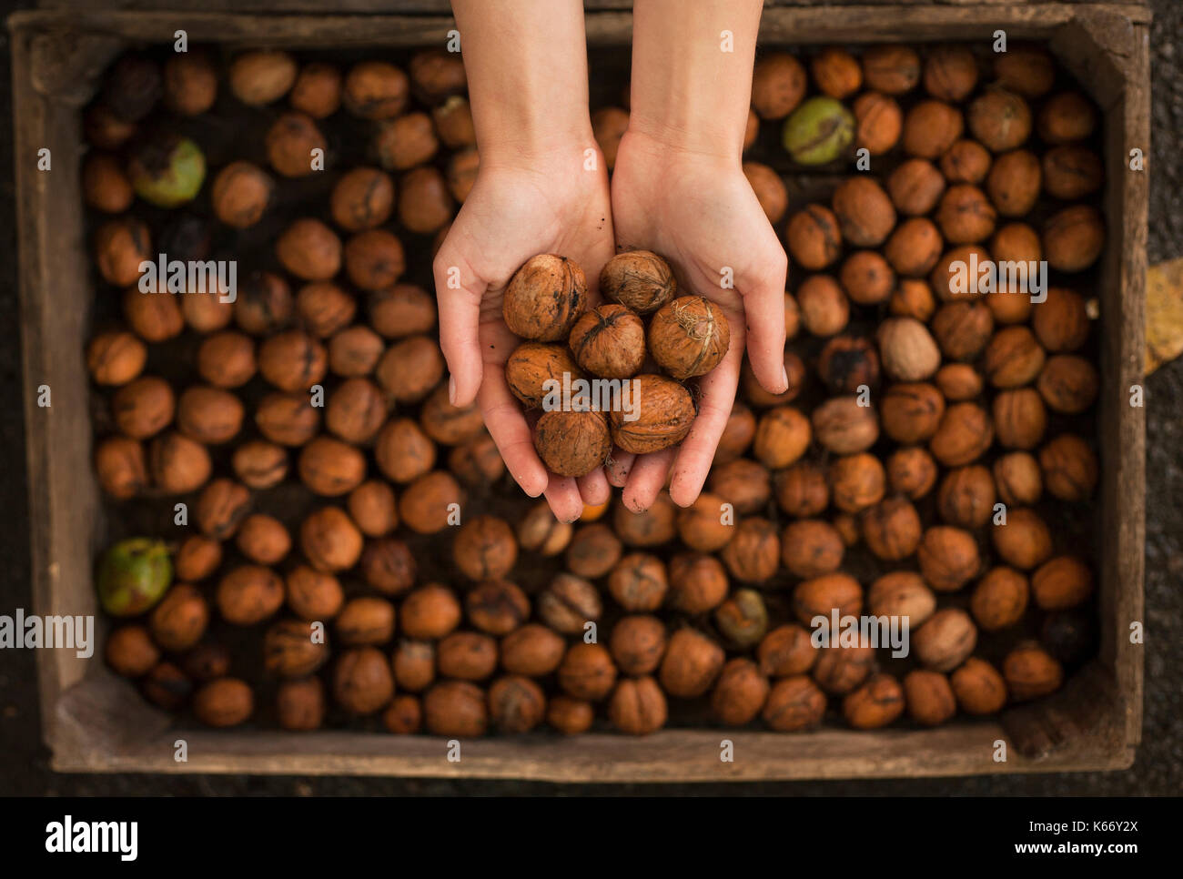 Hands holding walnuts over box Stock Photo - Alamy