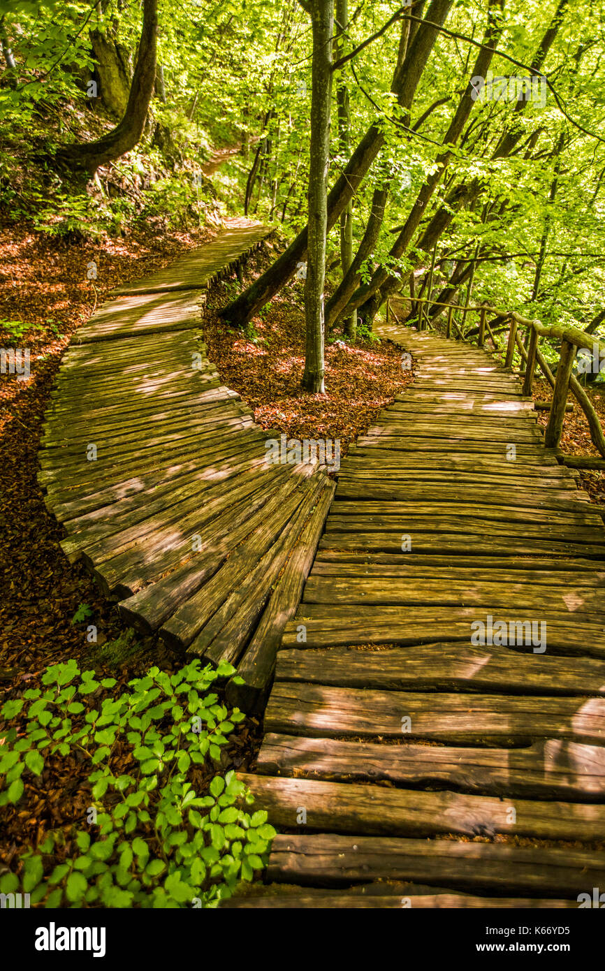 Wooden pathways in forest Stock Photo - Alamy