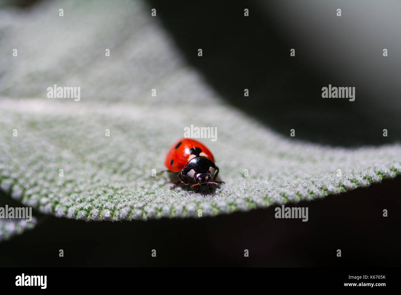 Fuzzy bug hi-res stock photography and images - Alamy