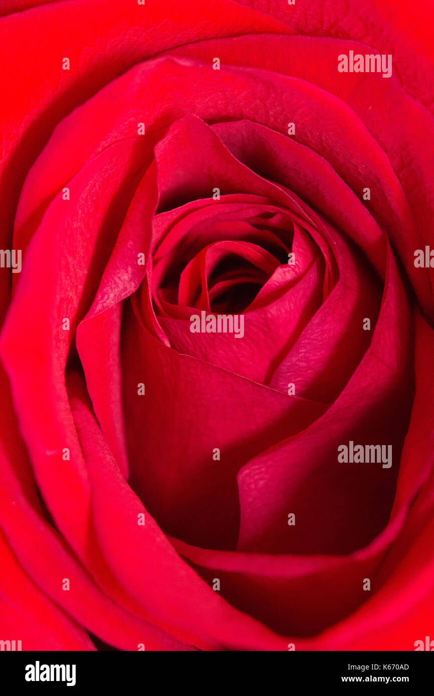 The heart of a red rose. Swirls of red Stock Photo - Alamy