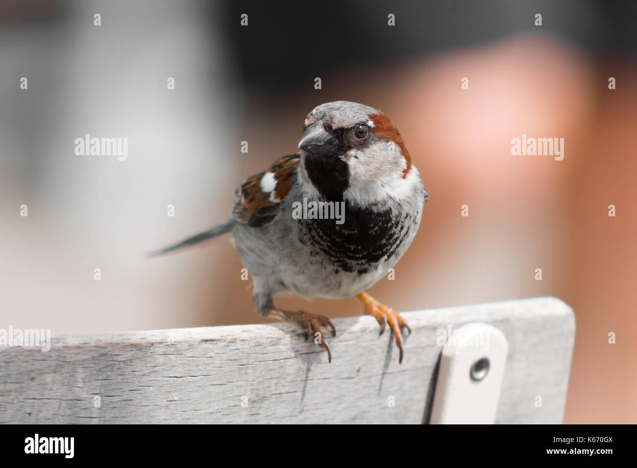 Closeup of a sparrow sitting on a bench Stock Photo - Alamy