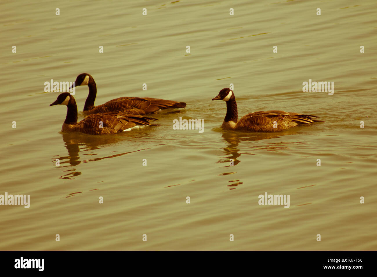 Birds flock together Stock Photo - Alamy