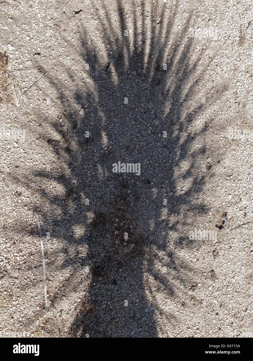 Tree and shadow and desert hi-res stock photography and images - Alamy