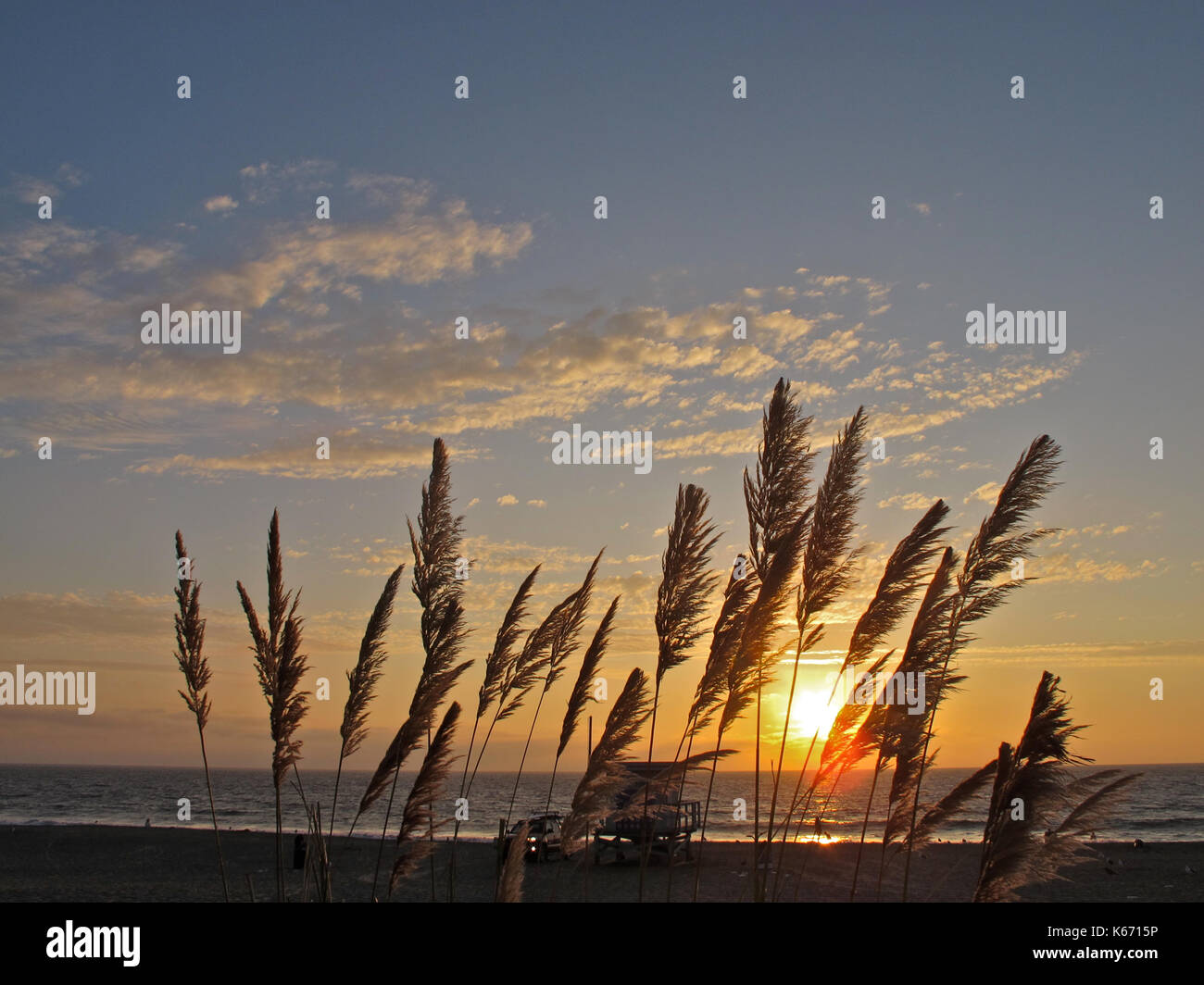 Sunset through Pampas Grass, Torrance Beach, Los Angeles, California ...