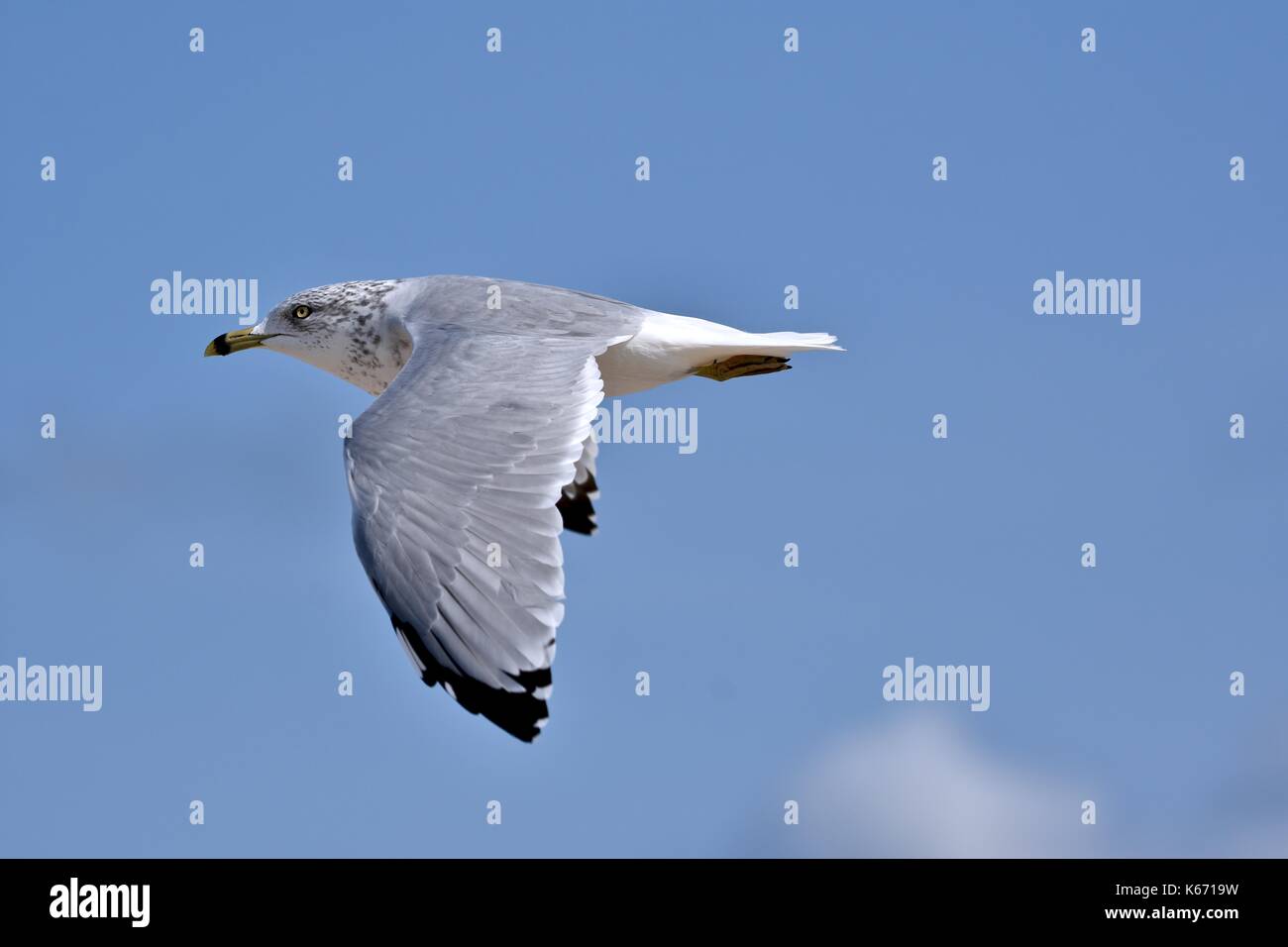 Common seagull (Laridae Stock Photo - Alamy