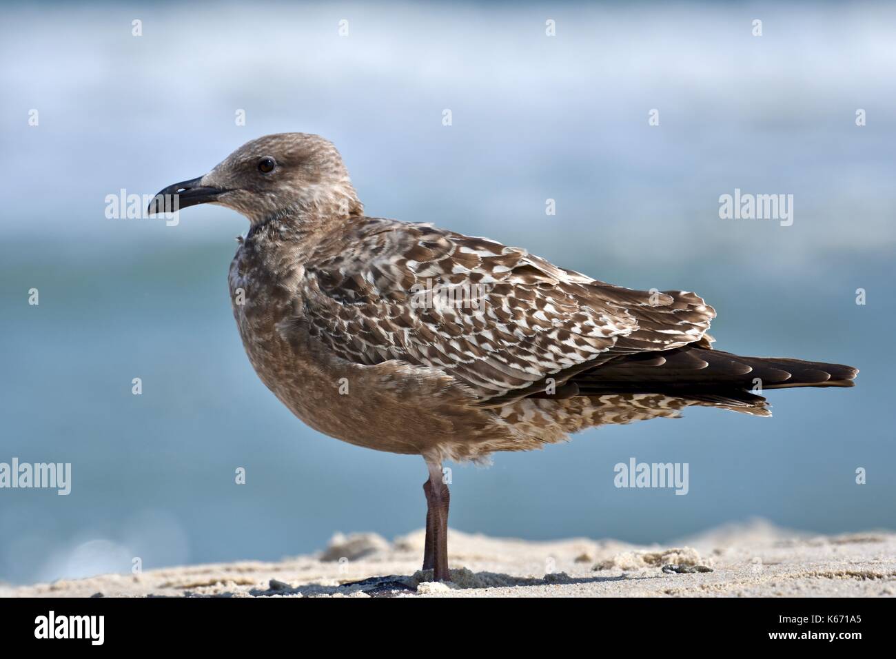 Common seagull (Laridae Stock Photo - Alamy