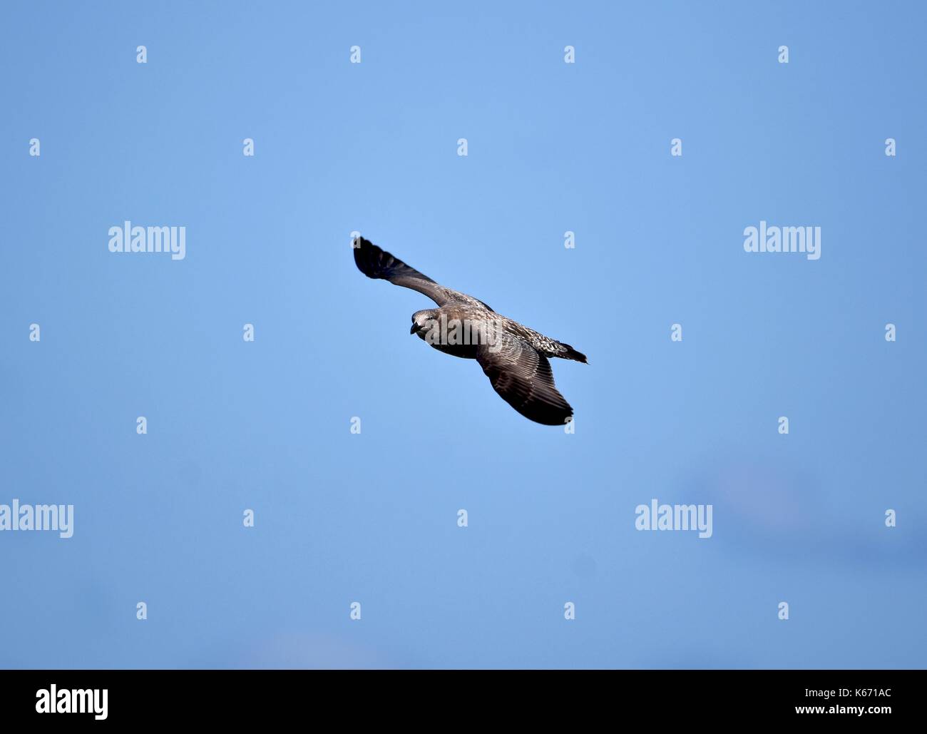 Common seagull (Laridae Stock Photo - Alamy