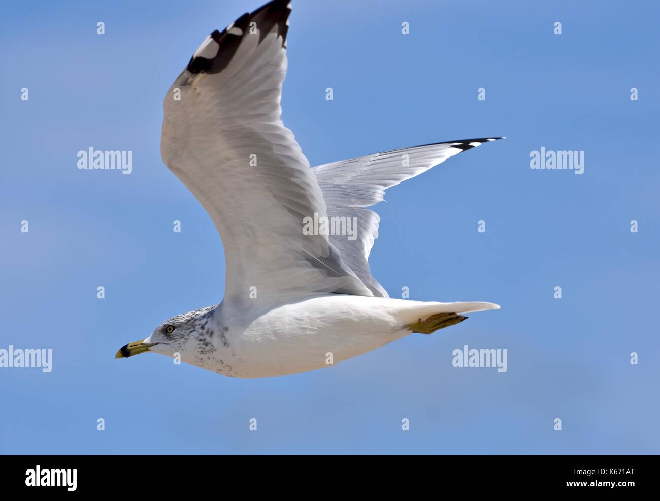 Common seagull (Laridae Stock Photo - Alamy