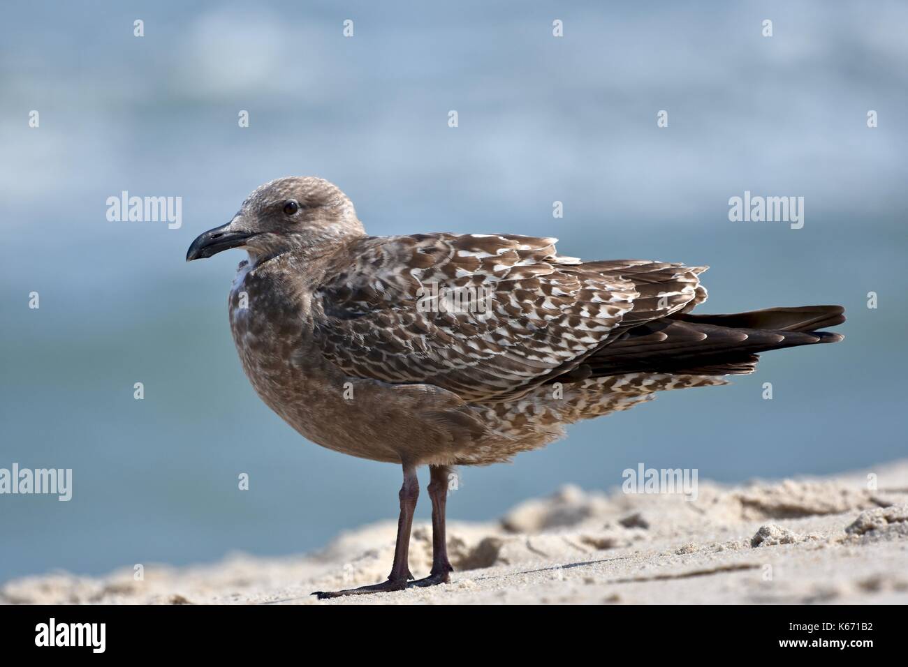 Common seagull (Laridae Stock Photo - Alamy