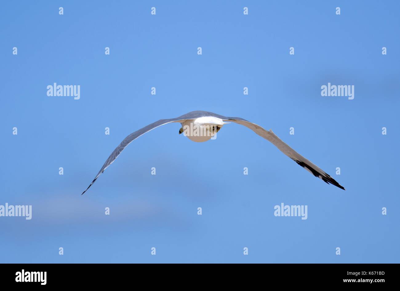 Common seagull (Laridae Stock Photo - Alamy