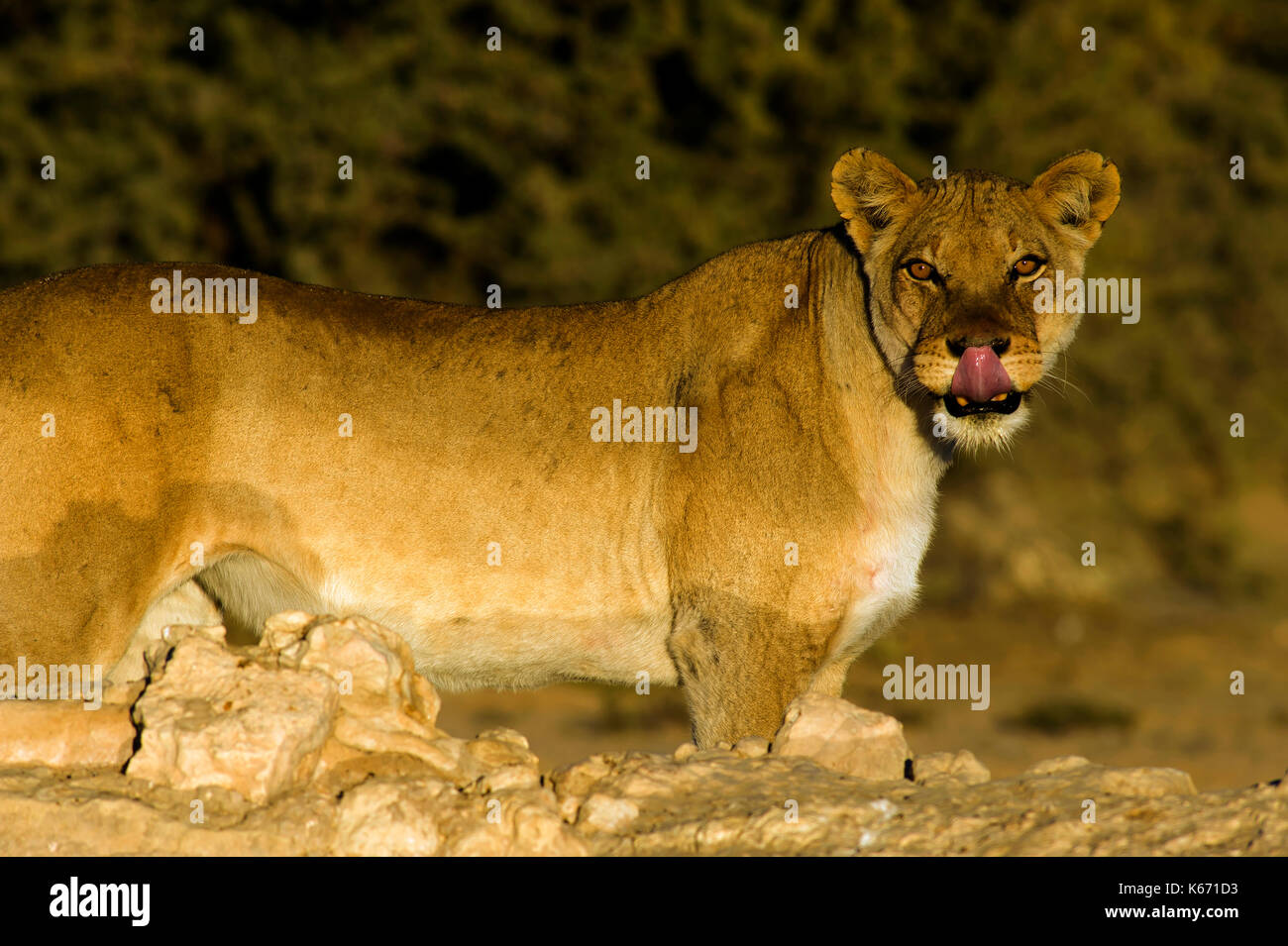 Lioness (Panthera leo) at Cubitje Quap waterhole, Kgalagadi ...