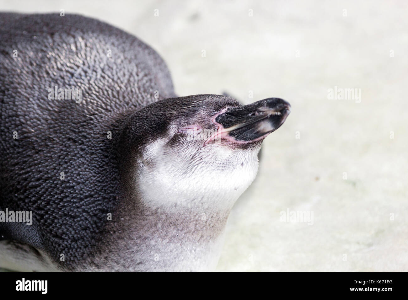 Humboldt penguin in a cave on the rocky shore of the Paracas National ...