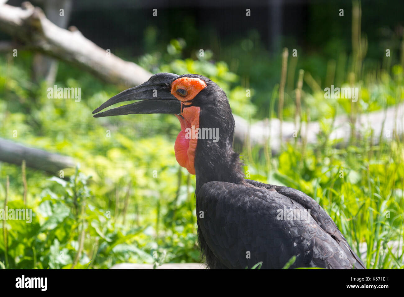 Southern ground hornbill at Natural Reserve Etosha Stock Photo - Alamy