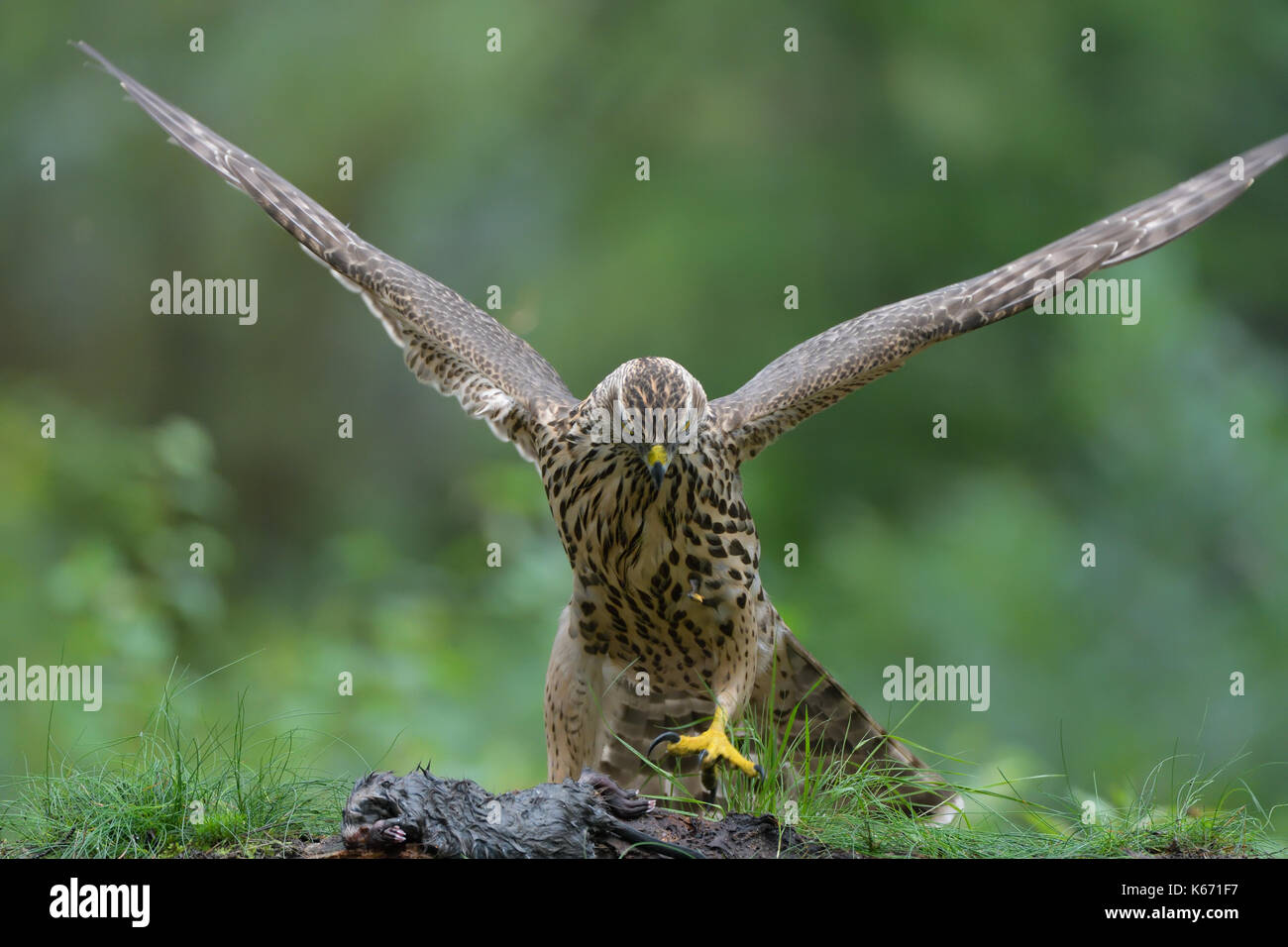 Northern Goshawk, juvenile female, on a prey with the trees and ...