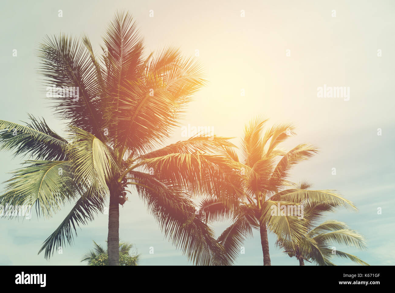 Miami beach coconut palm tree hi-res stock photography and images - Alamy
