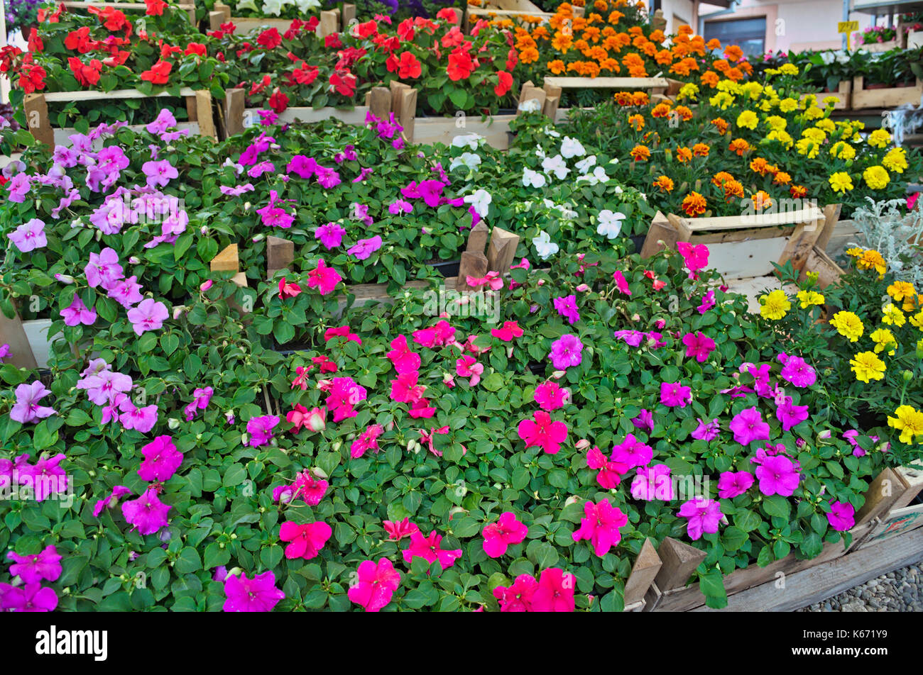 Plants on display in flower shop Stock Photo - Alamy