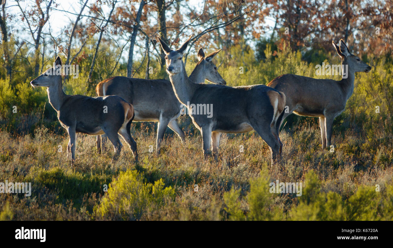 Group of deer watching Stock Photo - Alamy