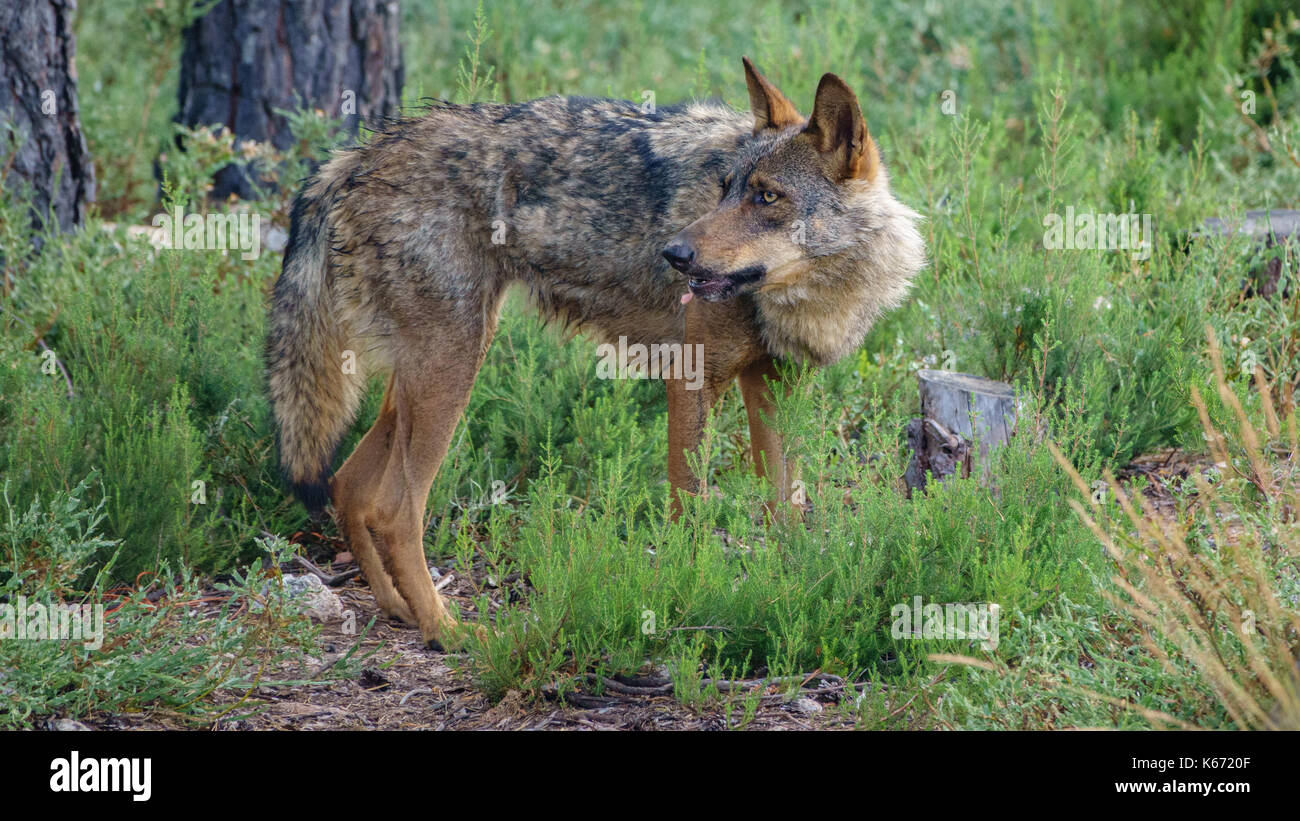 Canis Lupus Signatus watching backward Stock Photo - Alamy
