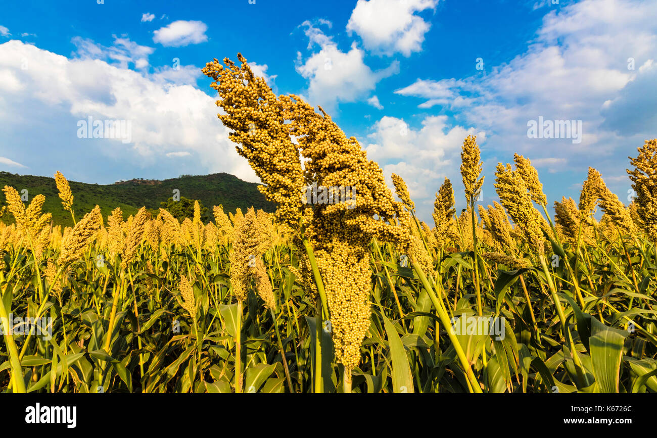 Jowar crop hi-res stock photography and images - Alamy