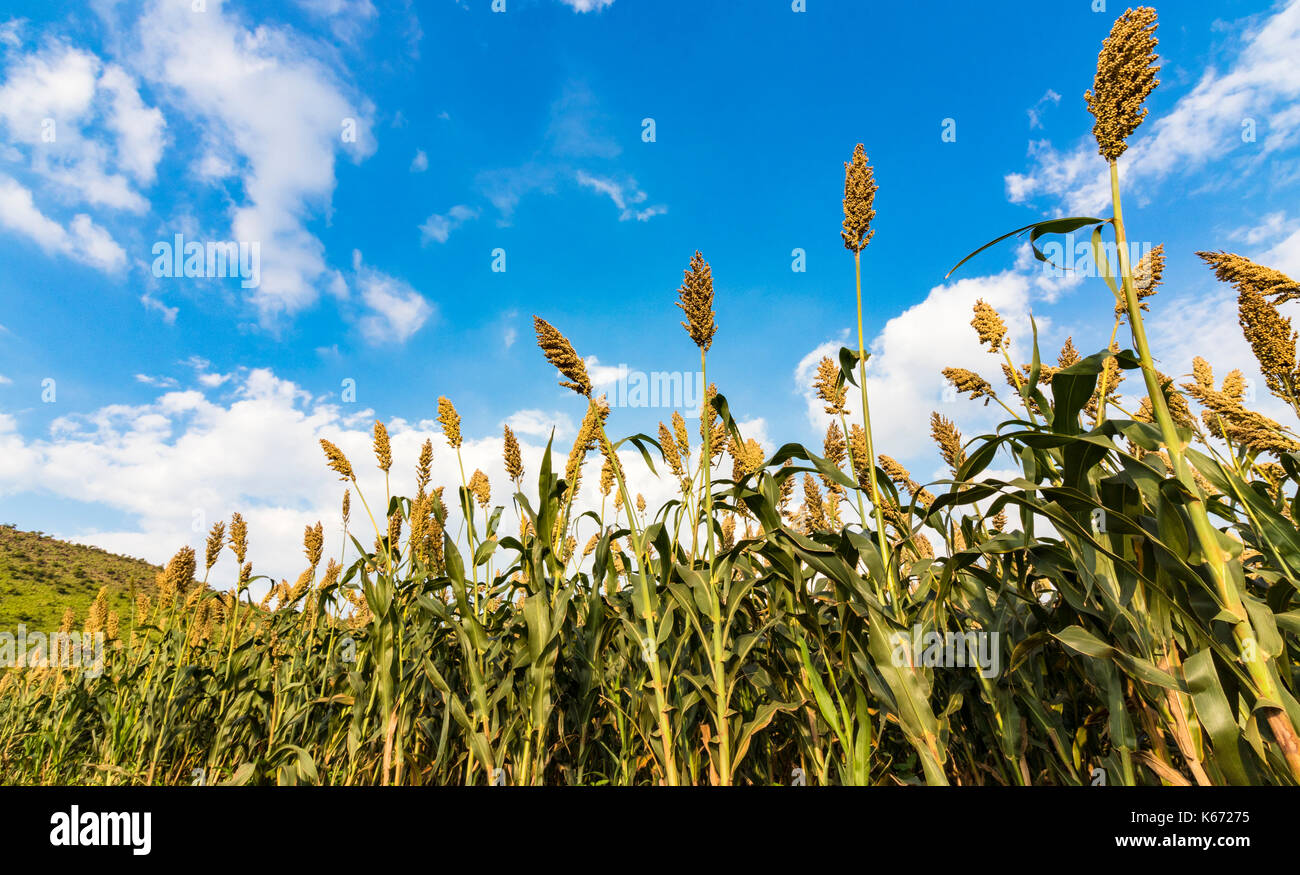 Jowar crop hi-res stock photography and images - Alamy