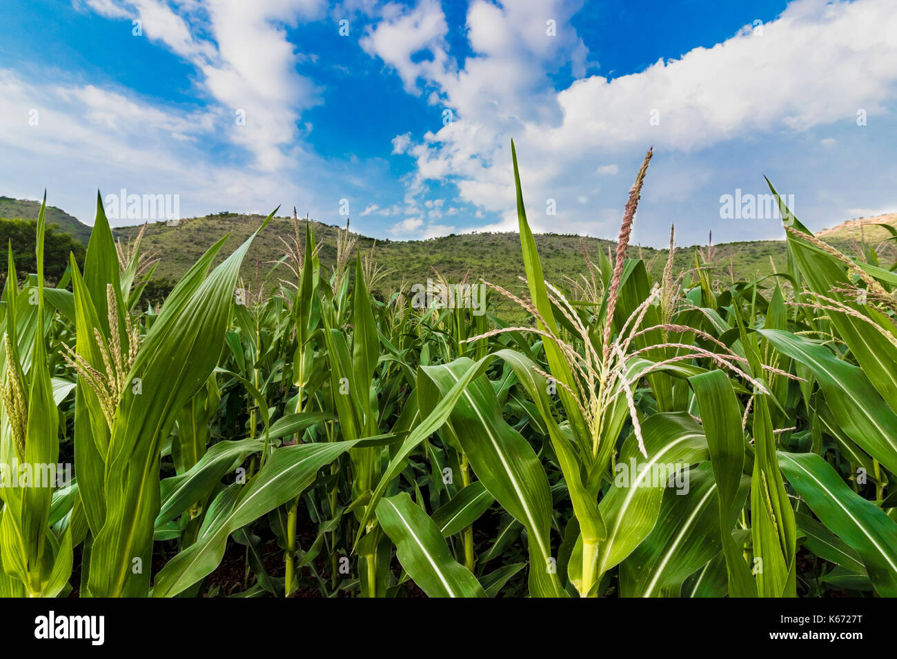 Jowar grain crop grown under lush green mountains and blue sky with ...