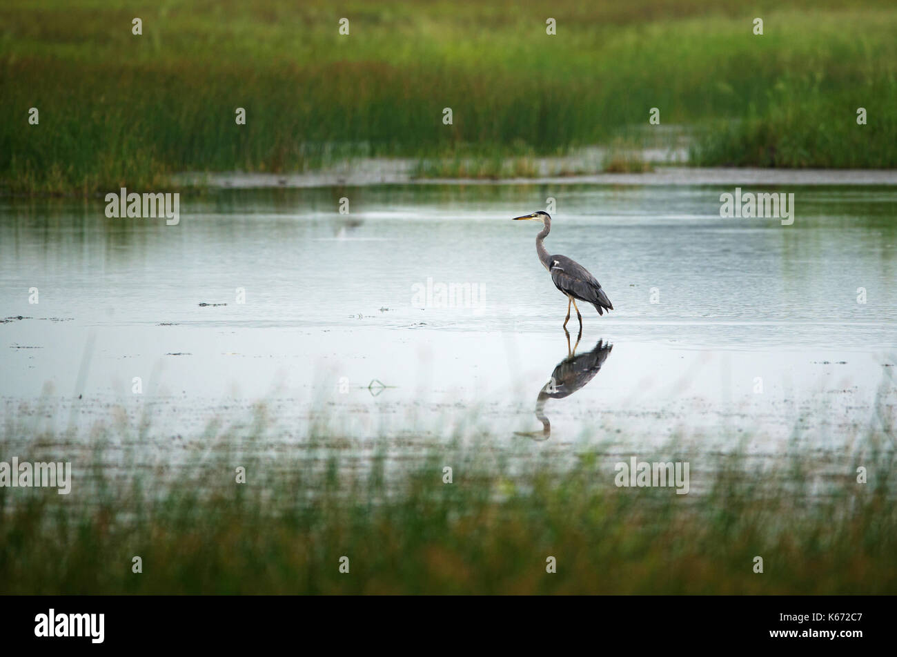 Standing in wet field hi-res stock photography and images - Alamy