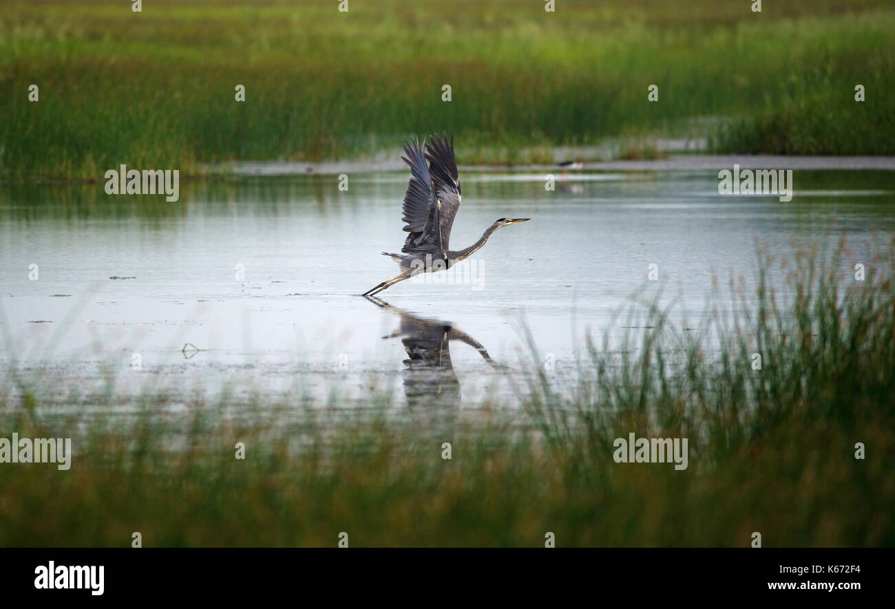 Grey Heron Bird taking off from water Stock Photo - Alamy