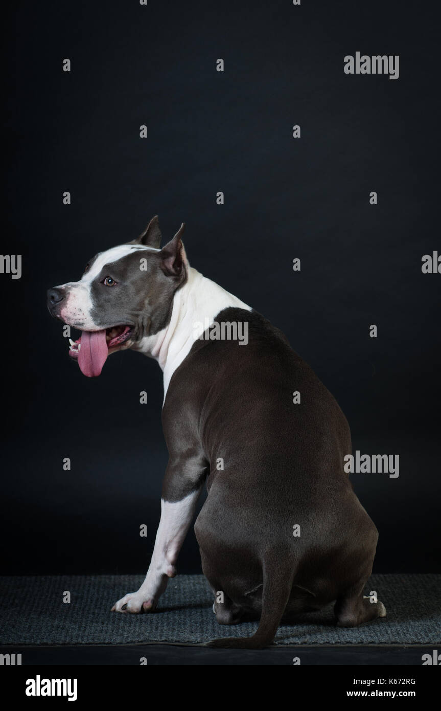 Staffordshire terrier potrait on black background at studio turned back ...