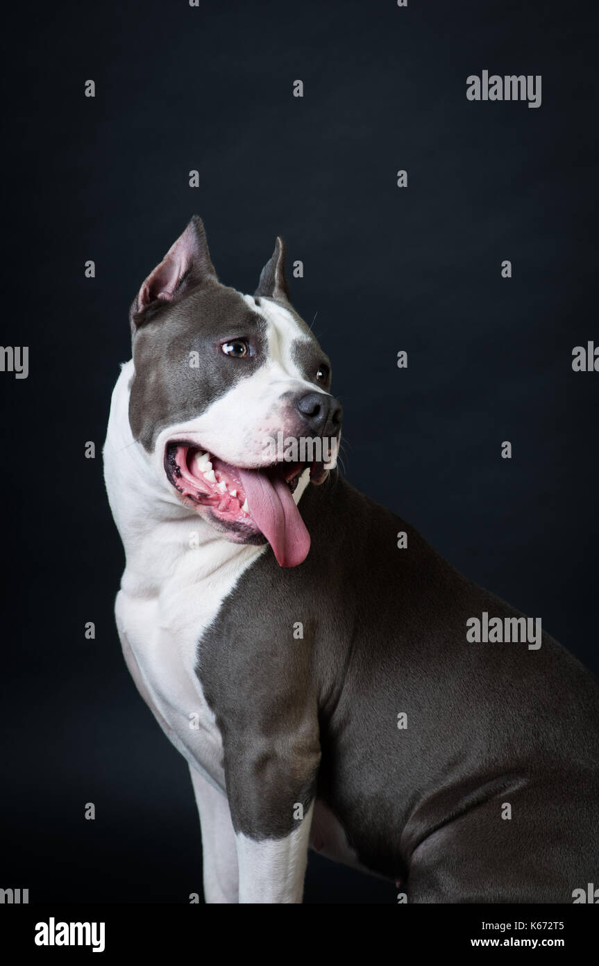 Staffordshire terrier closeup head potrait on black background at ...