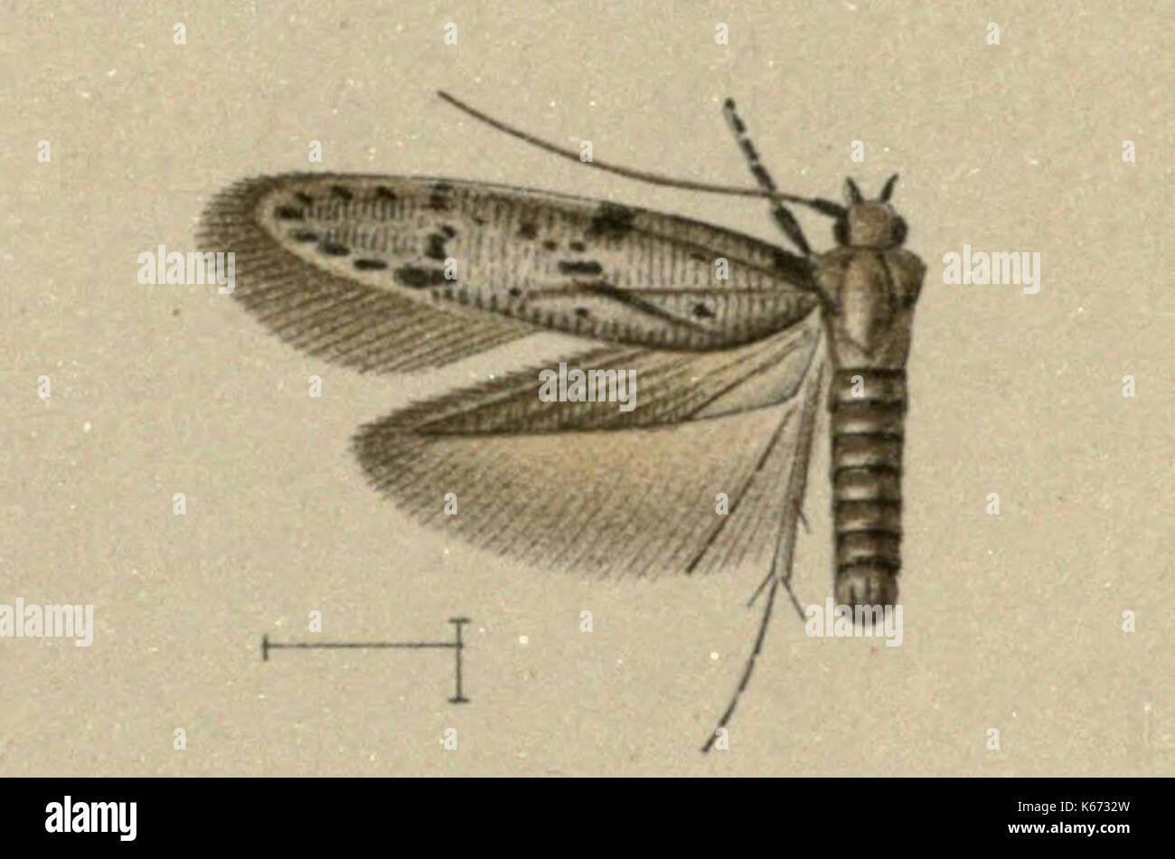 Exclusa hi-res stock photography and images - Alamy