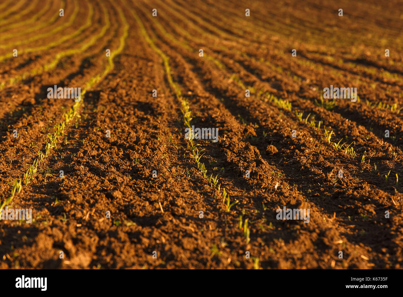 Freshly ploughed field with fresh crops. Large-scale production ...