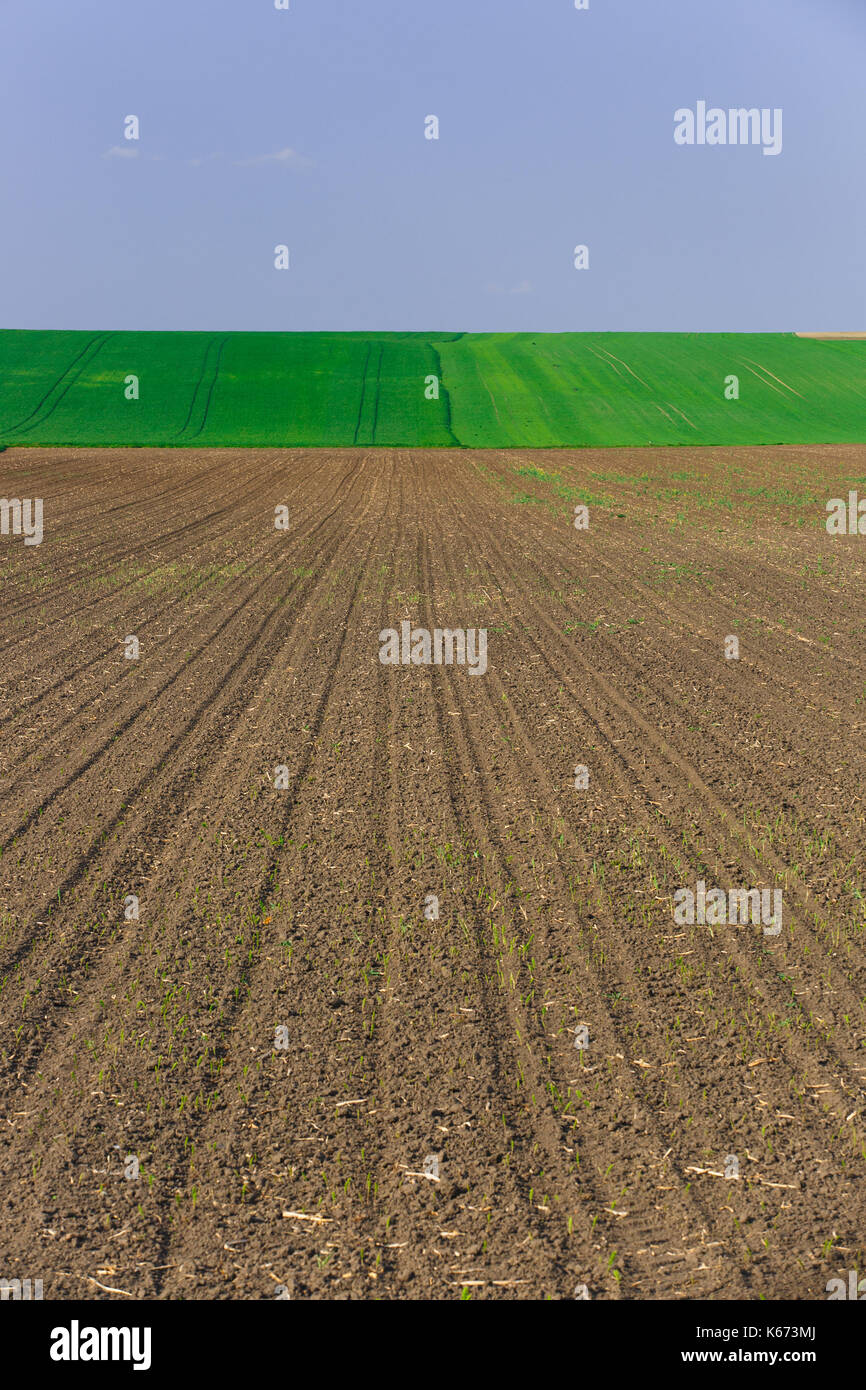 Agricultural land with fresh crops. Large-scale production ...