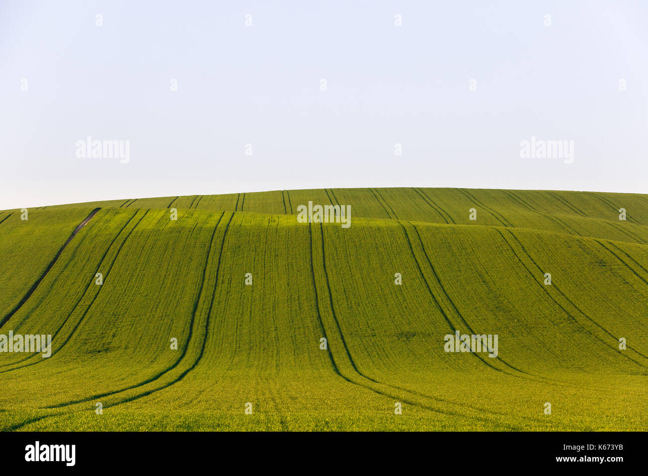 Agricultural land with fresh crops. Large-scale production ...