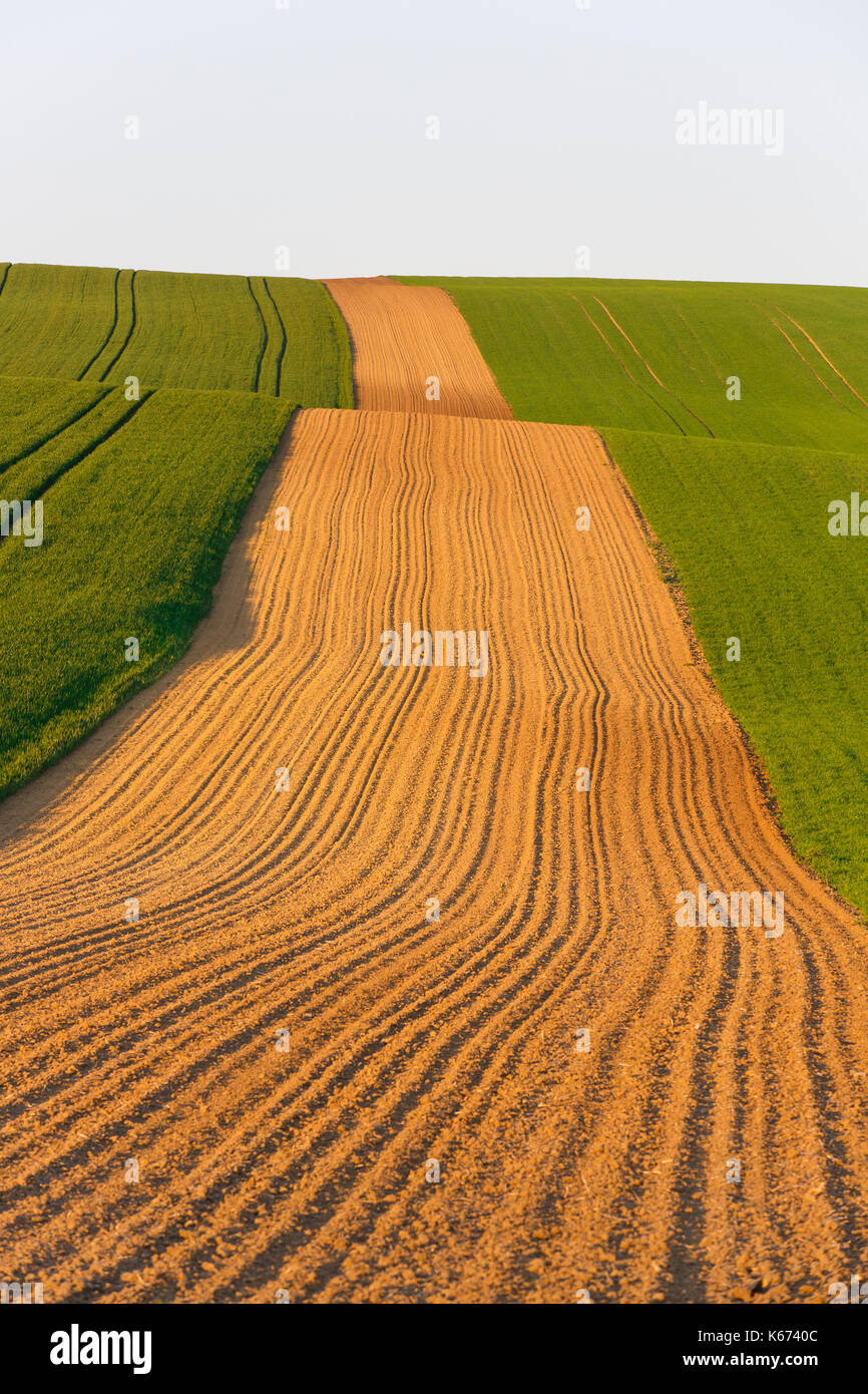 Agricultural land with fresh crops. Large-scale production ...