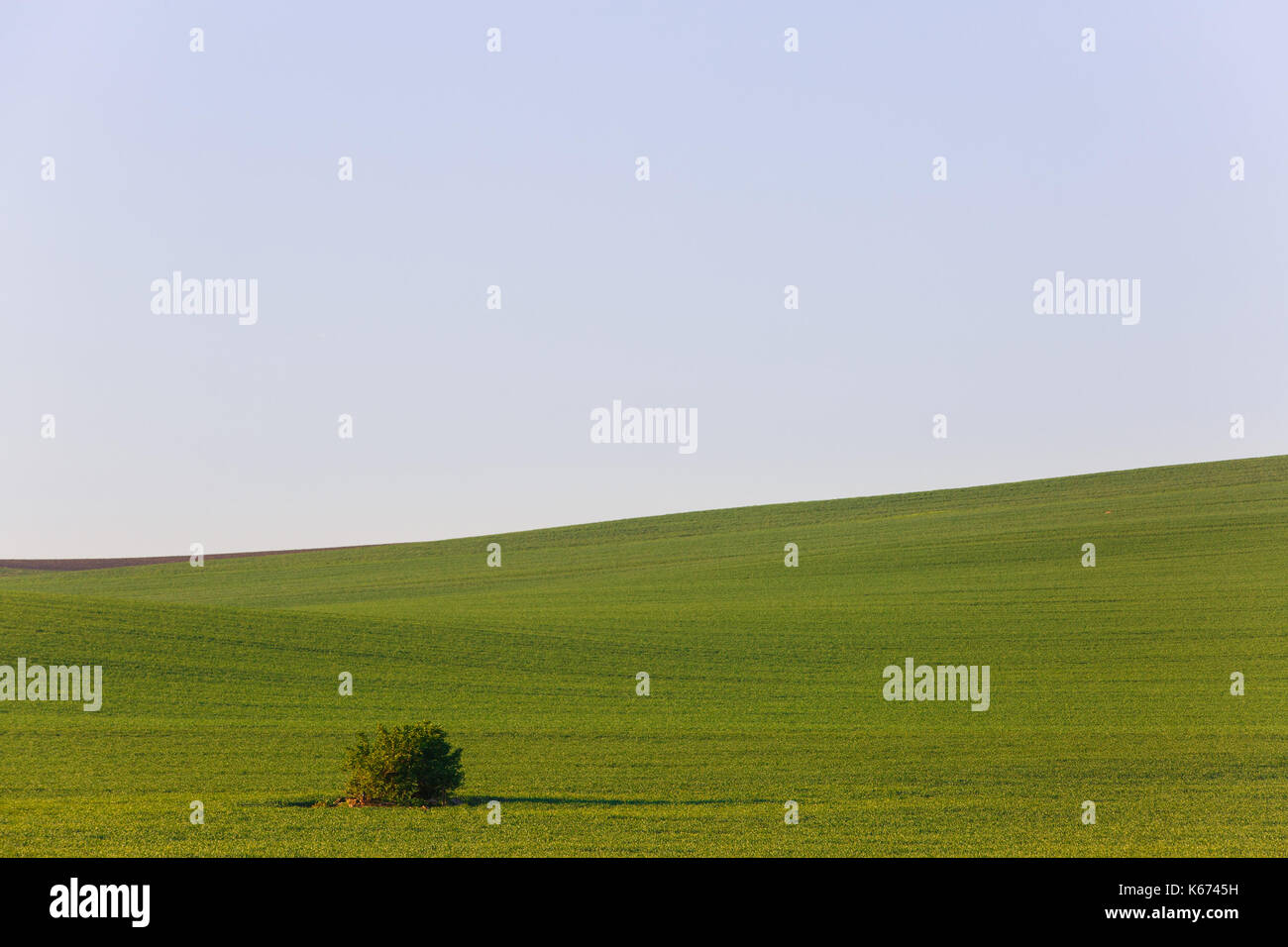 Agricultural land with fresh crops. Large-scale production ...