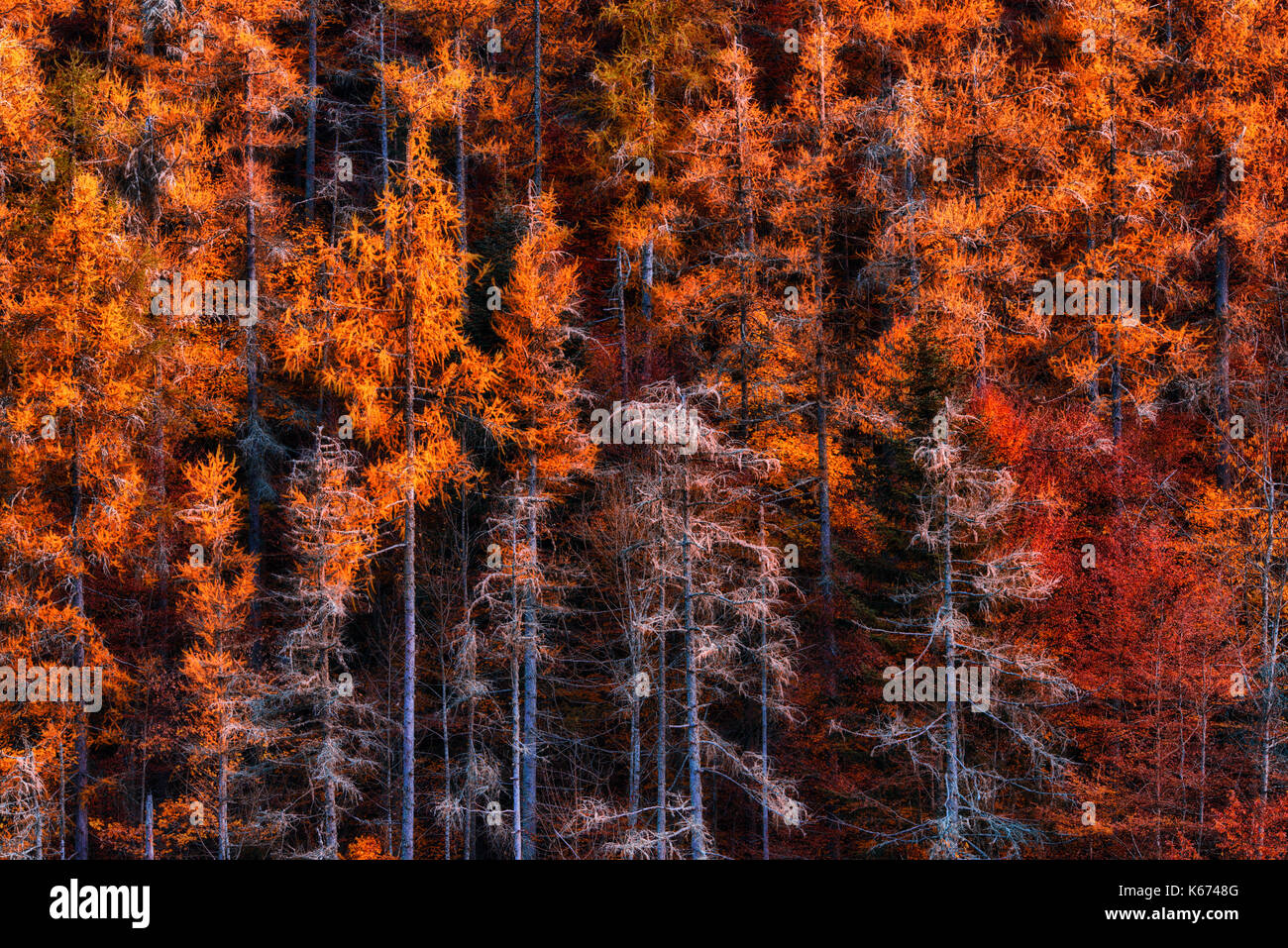 Italy Piedmont Alta val Tanaro Forest Stock Photo - Alamy