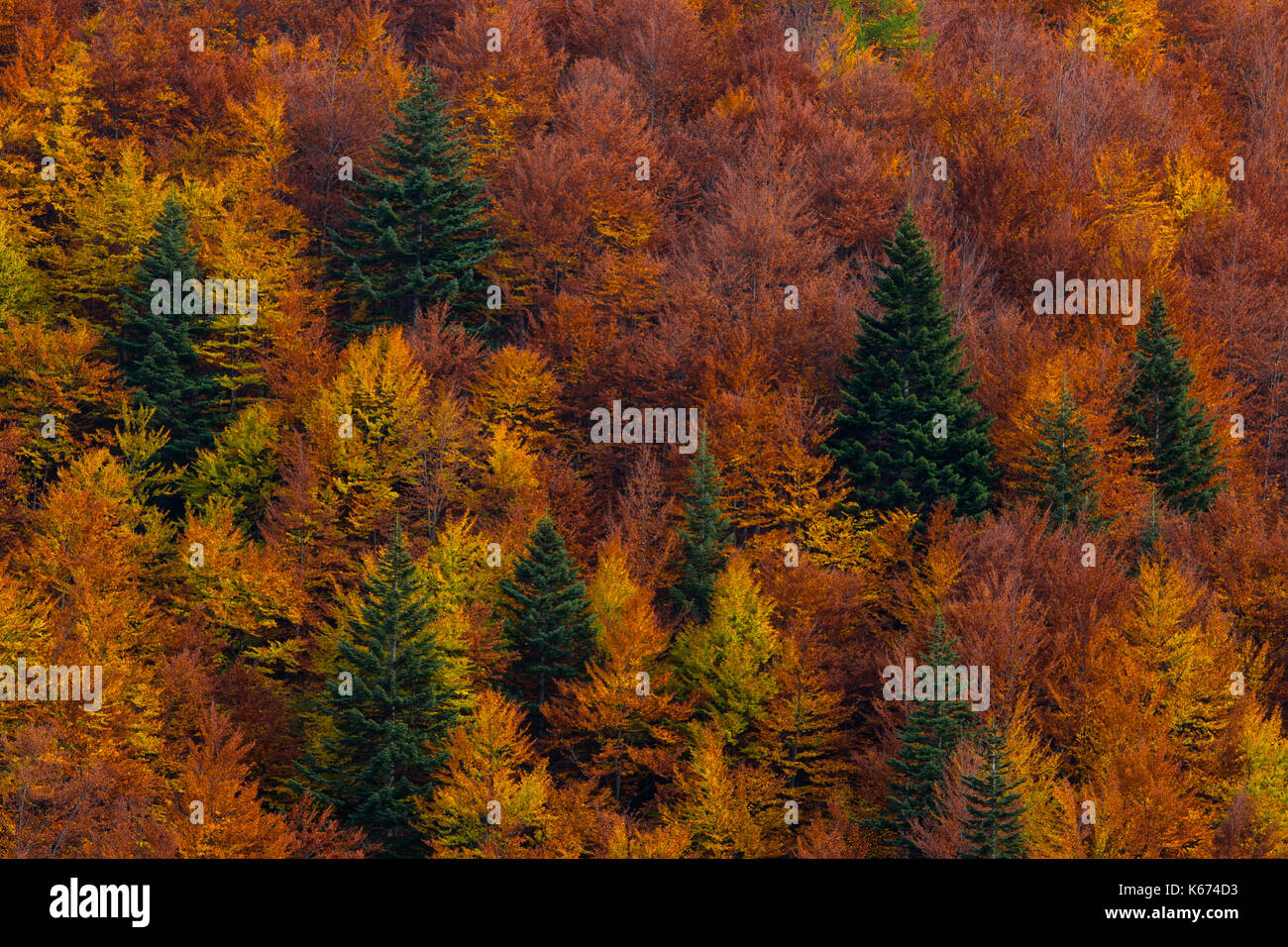 Italy Piedmont Alta val Tanaro Forest Stock Photo - Alamy