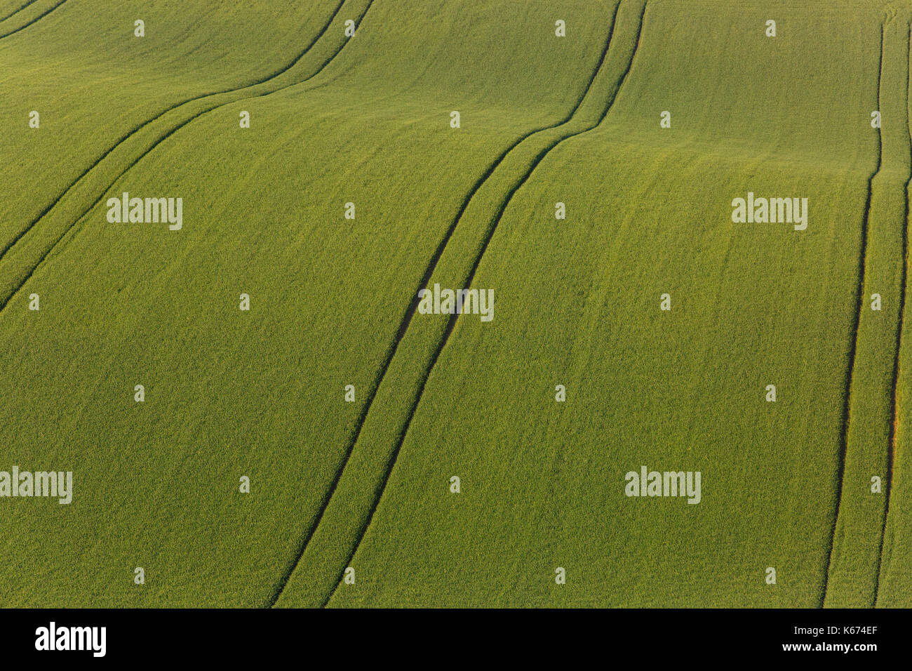 Agricultural land with fresh crops. Large-scale production ...