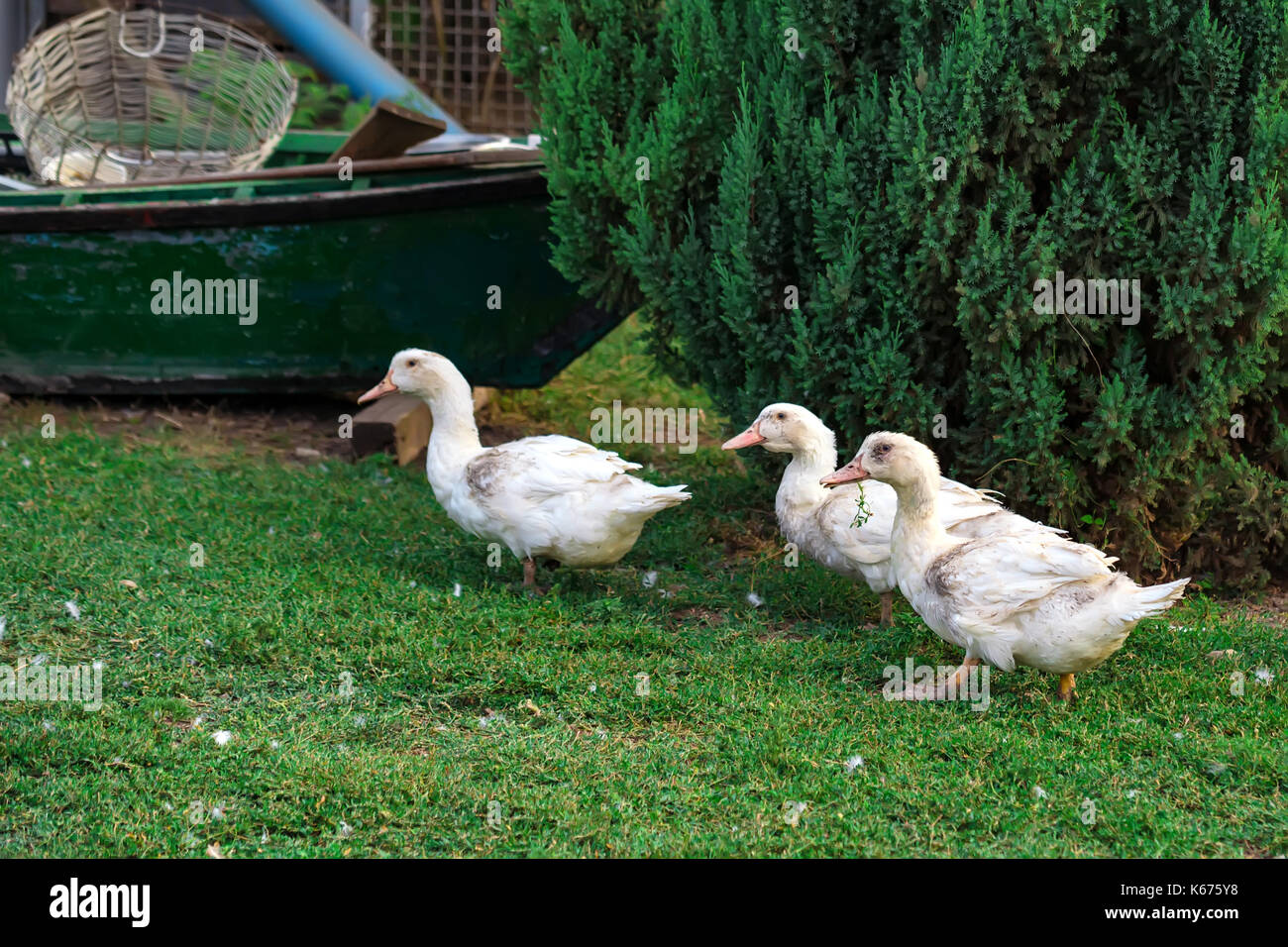 Fowl-run with white domestic ducks on a farm Stock Photo - Alamy