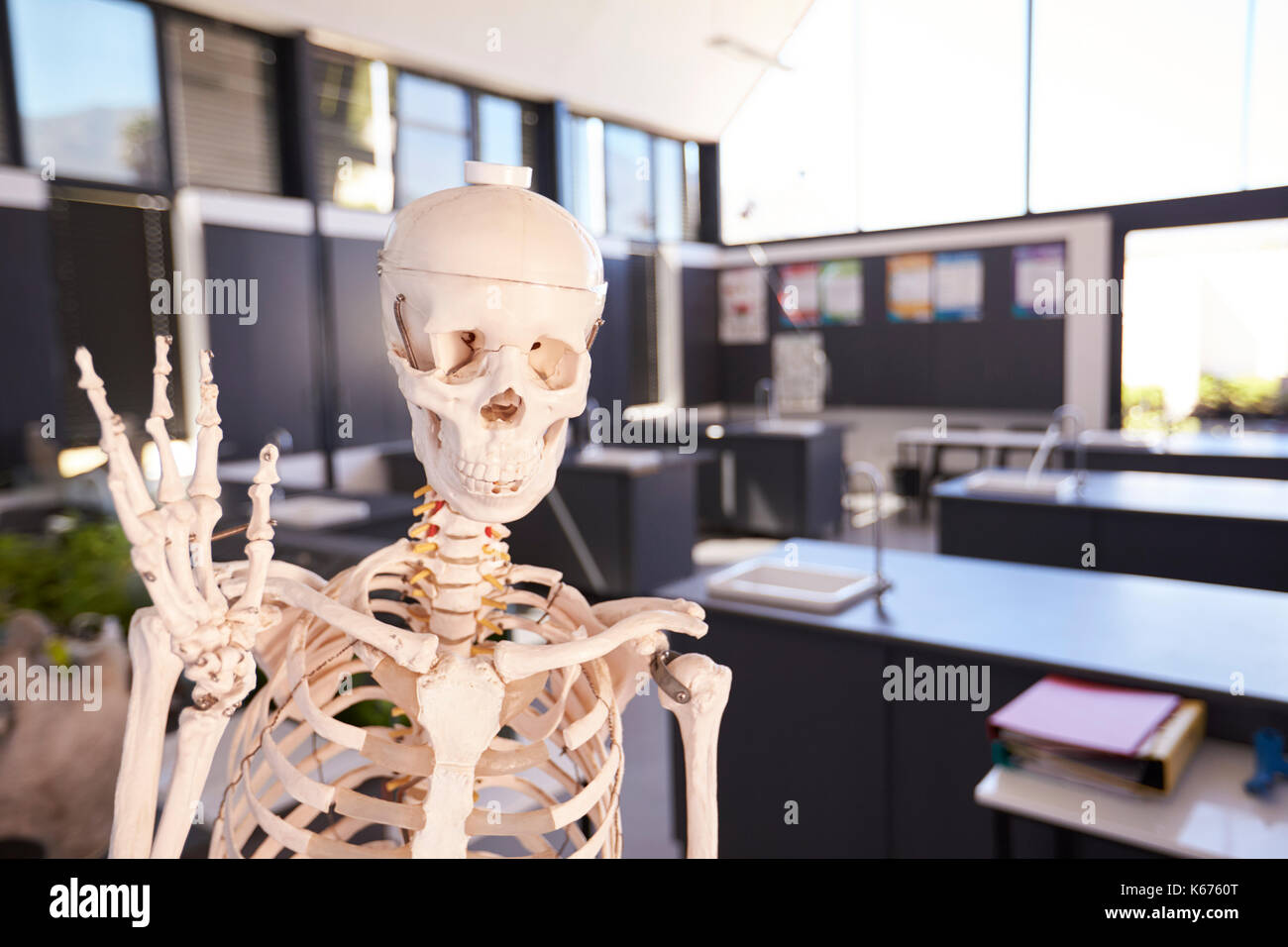 Teaching skeleton hi-res stock photography and images - Alamy