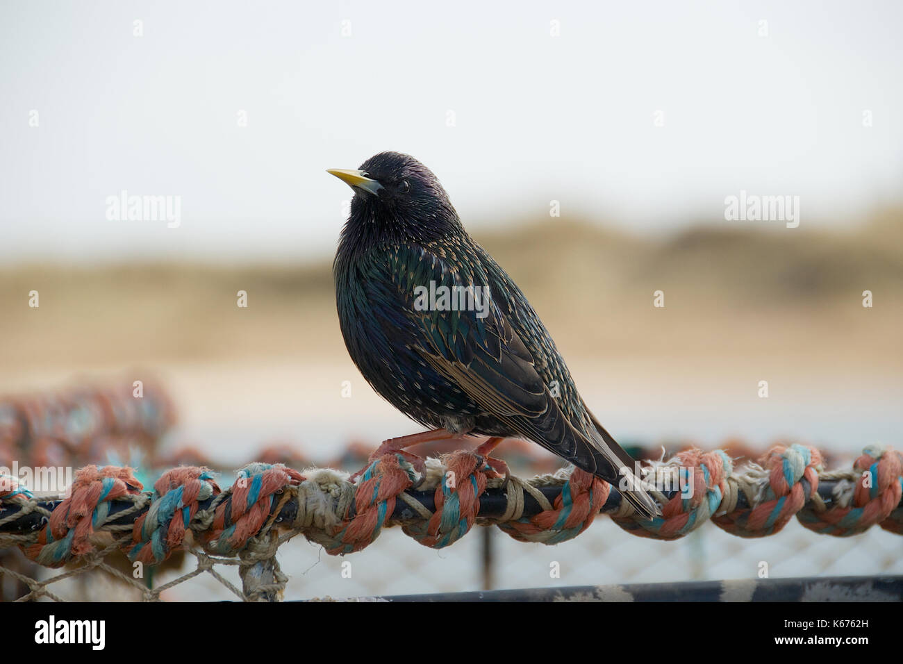 A common Starling bird at Mudeford Quay in Dorset, England Stock Photo ...