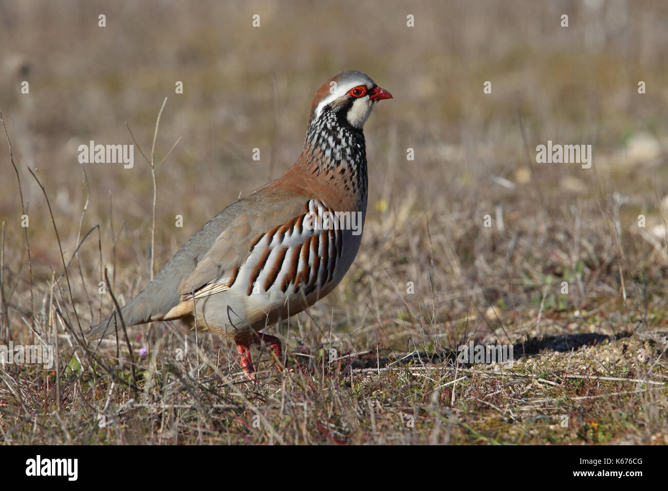 red legged partridge Stock Photo - Alamy