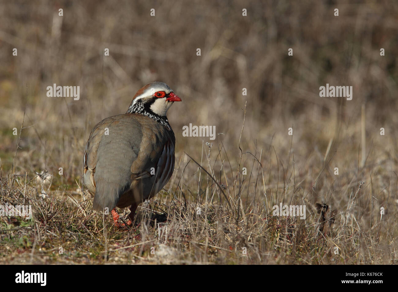 red legged partridge Stock Photo - Alamy
