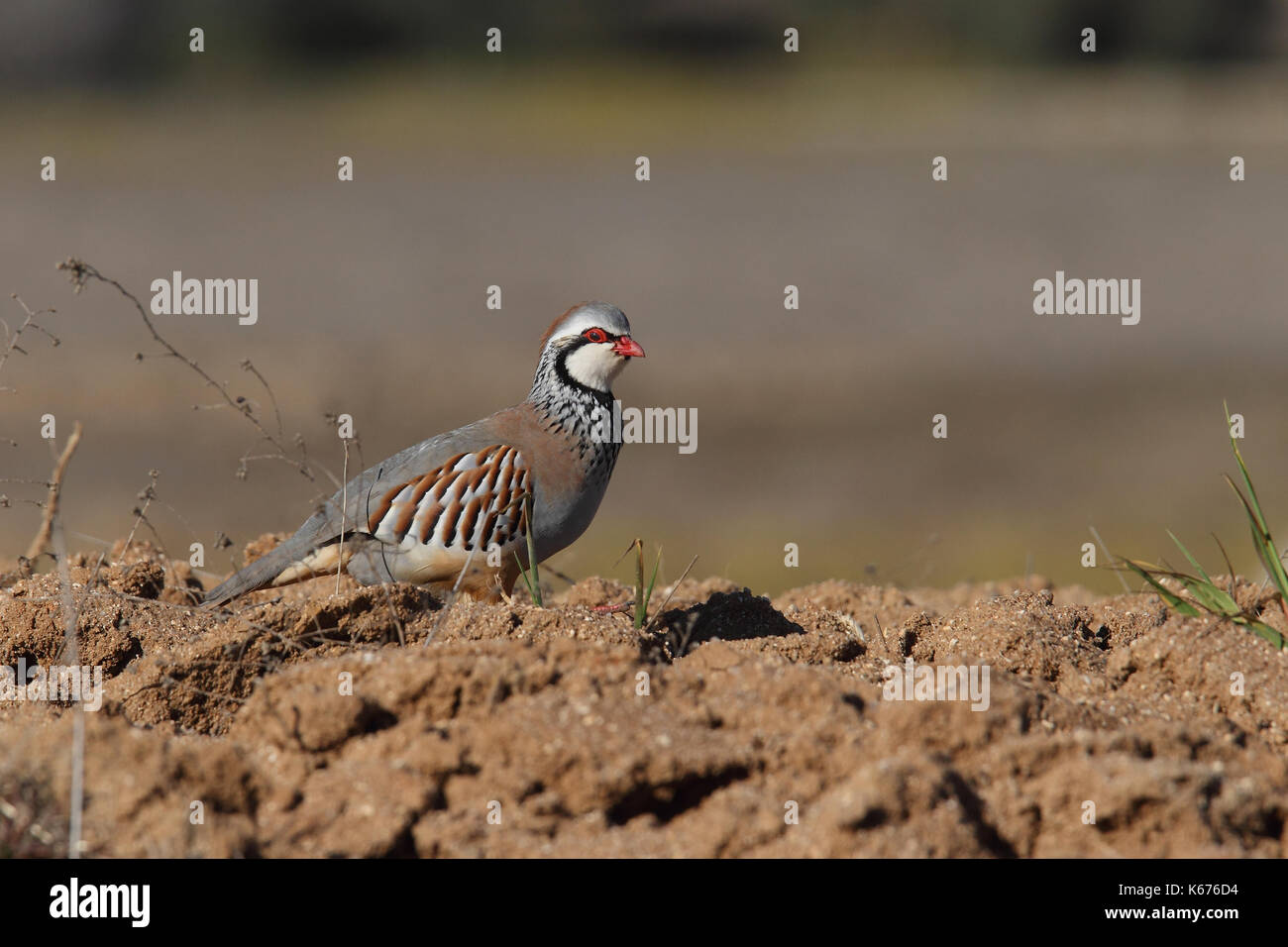 red legged partridge Stock Photo - Alamy