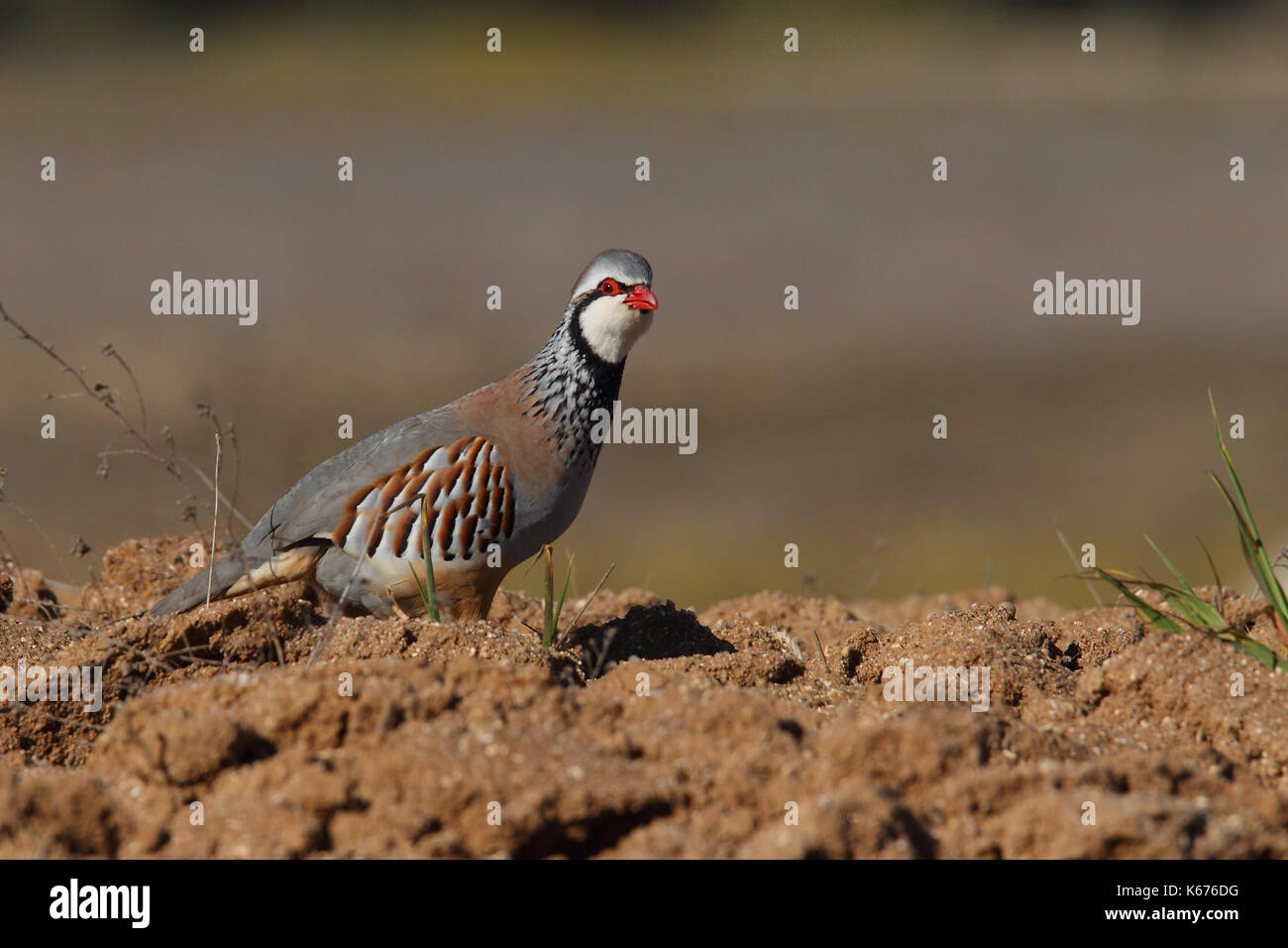 Red legged partridge fly hi-res stock photography and images - Alamy